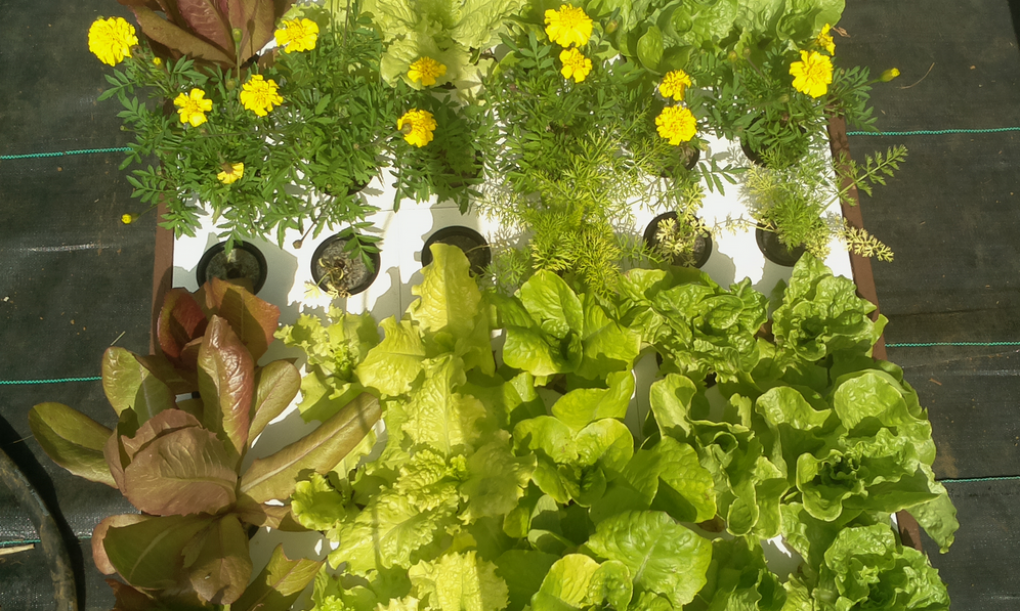 How To Pick Lettuce For Your Salad MyGrowBot
