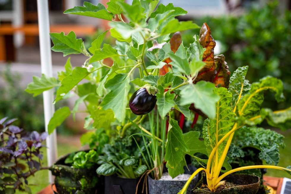 Welcome To Our Setup Page! | GrowBot - An easy garden for anyone.